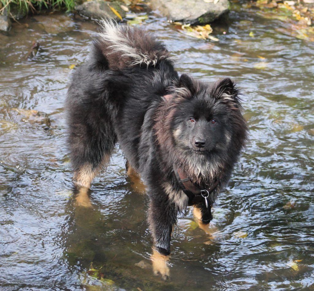 Unsere Zucht – Eurasier von der Schönseewiese